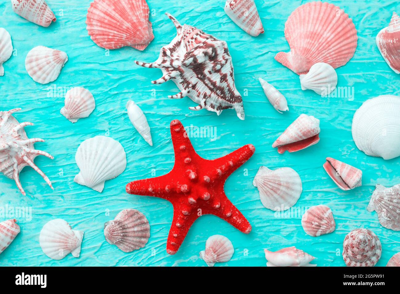 Seashell collection hi-res stock photography and images - Alamy