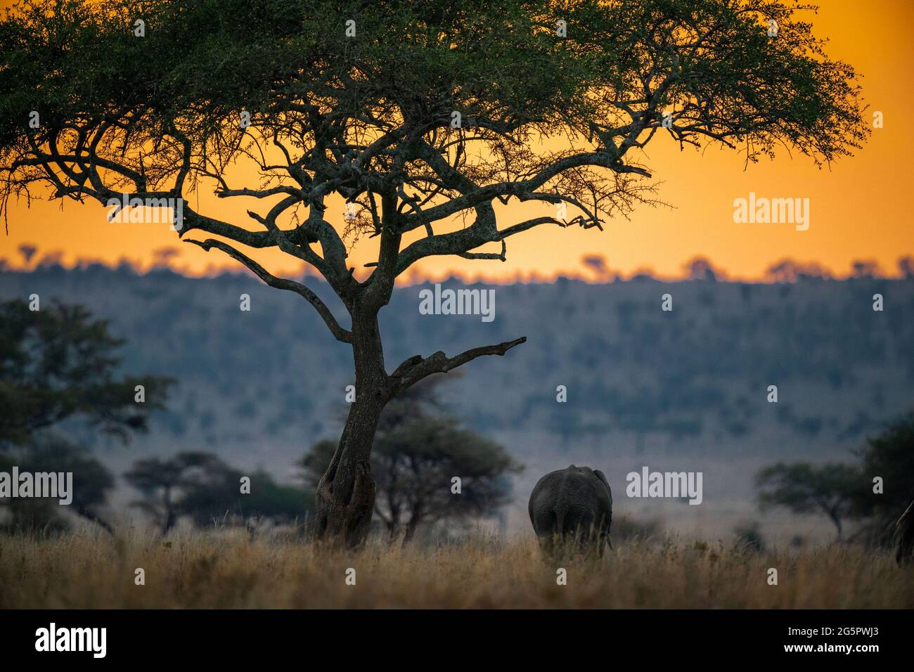 Elephant under acacia tree hi-res stock photography and images - Alamy