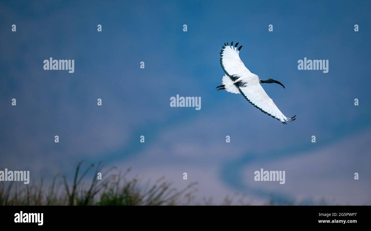 Sacred Ibis in flight. The African Sacred Ibis Stock Photo - Alamy