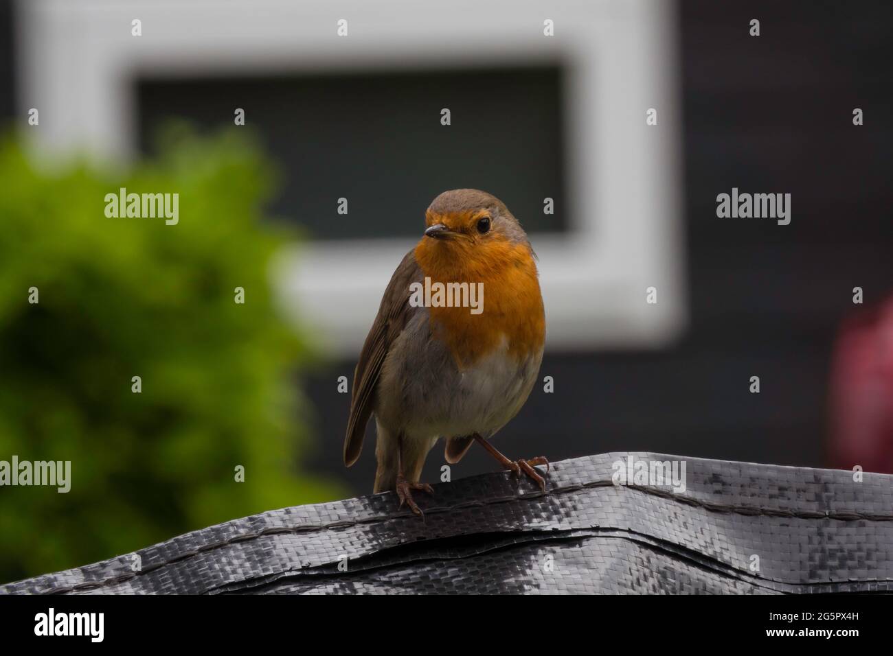 robin bird looking at the camera Stock Photo - Alamy