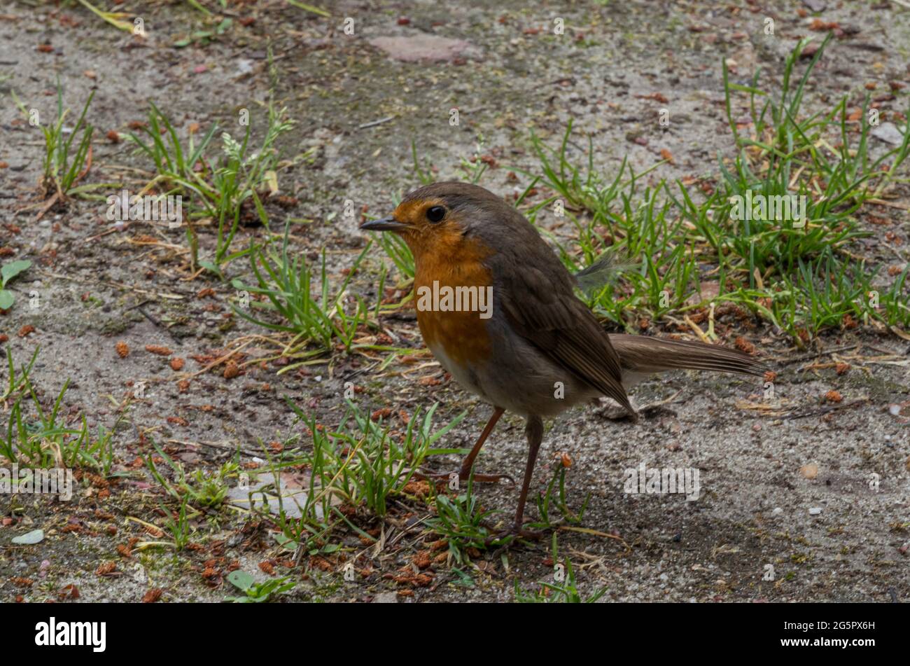 robin bird walking on the ground Stock Photo - Alamy
