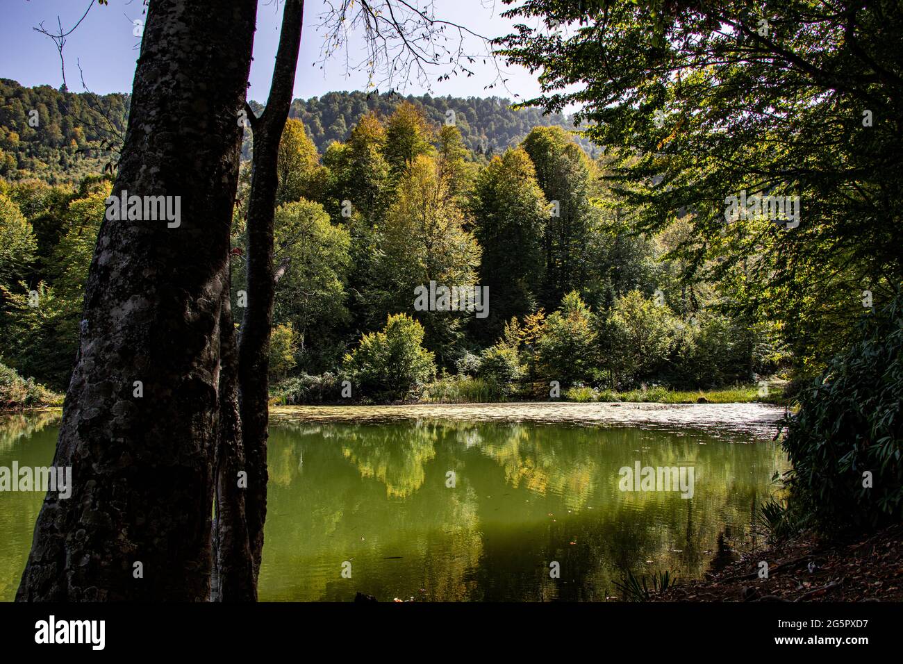 A view of a lake surrounded by trees and rich vegetation under the ...