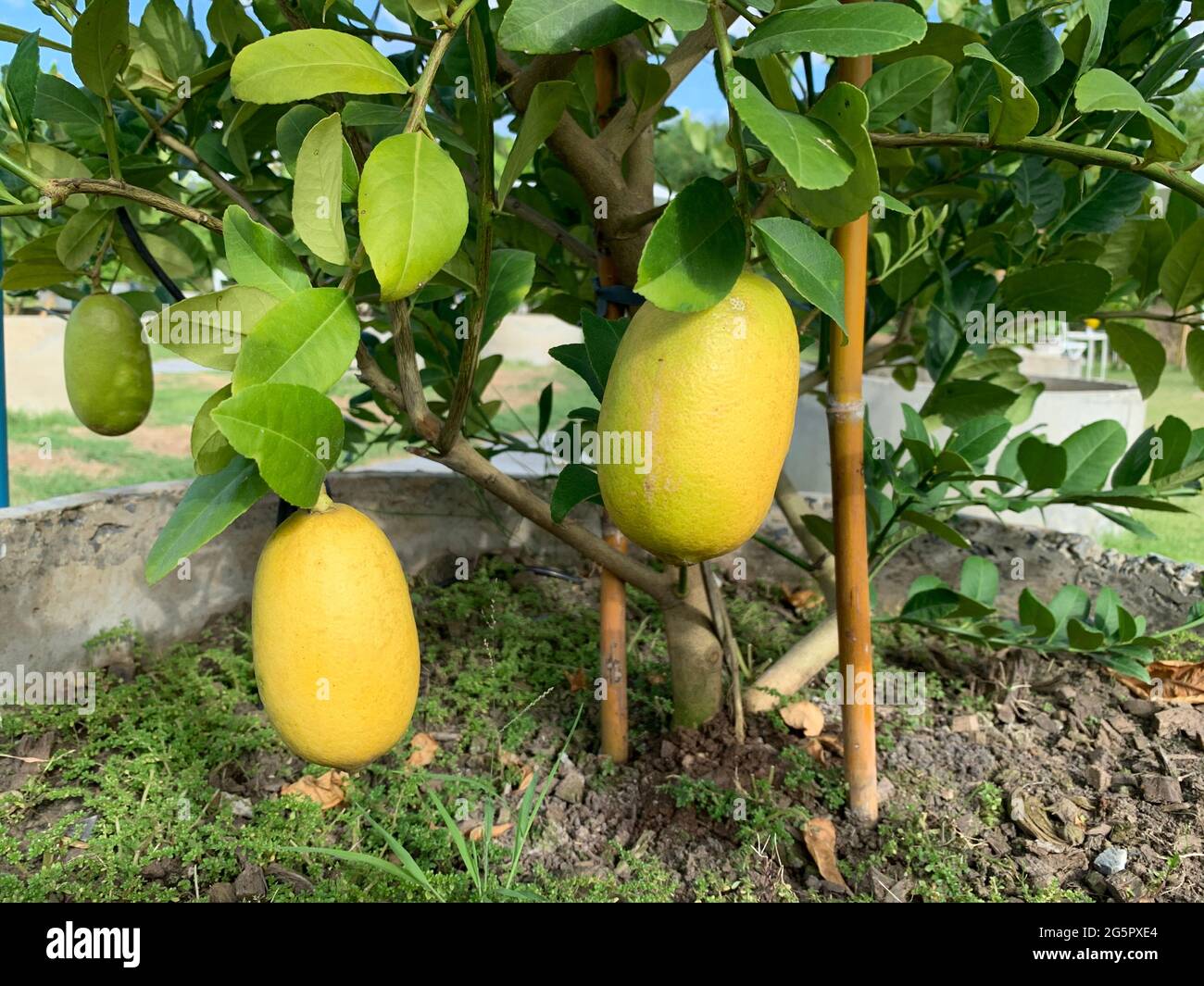 The cement garden hi-res stock photography and images - Alamy