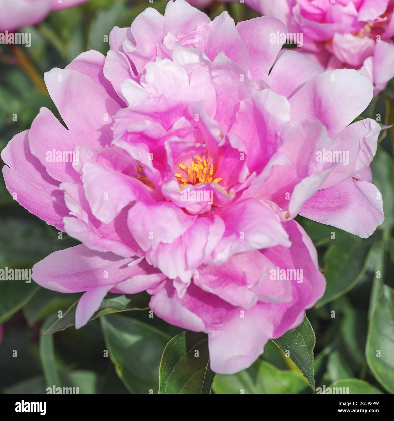 Peony Sea Shell (Chinese Peony 'Sea Shell', Paeonia lactiflora 'Sea ...