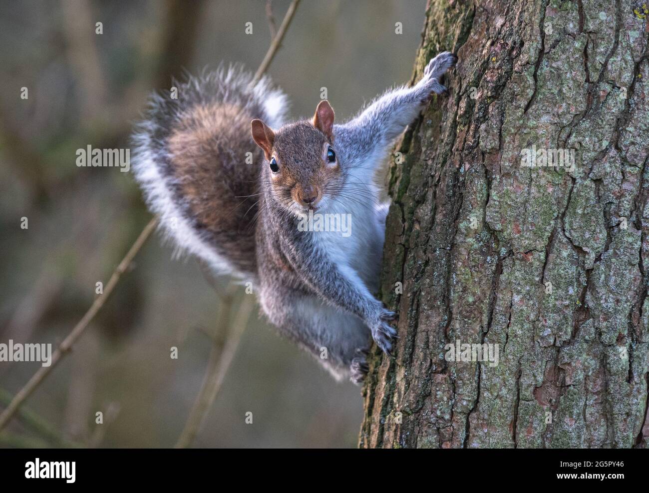 Squaring up face to face hi-res stock photography and images - Alamy
