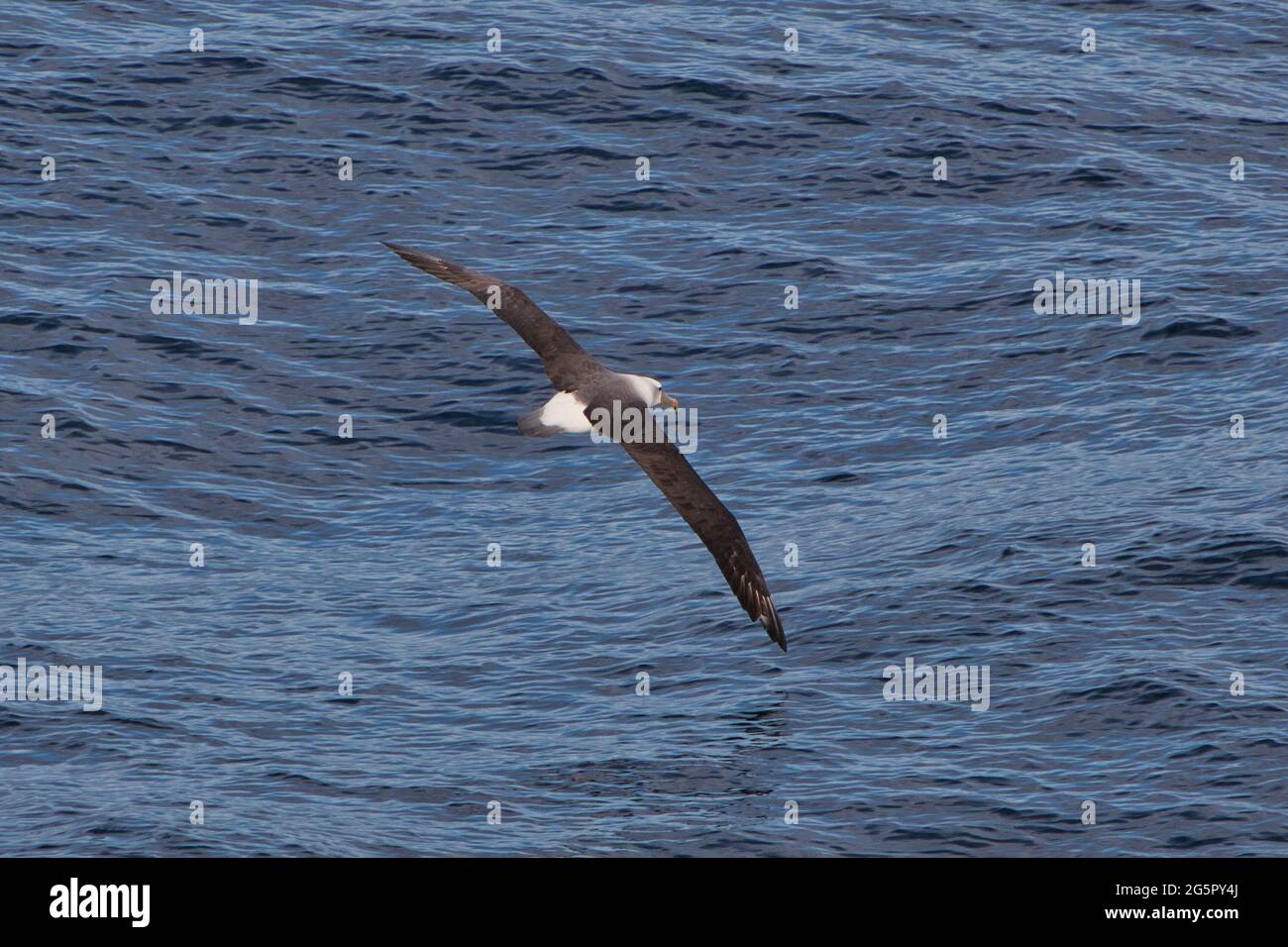An albatross with wings fully spread out glides over the sea off the ...