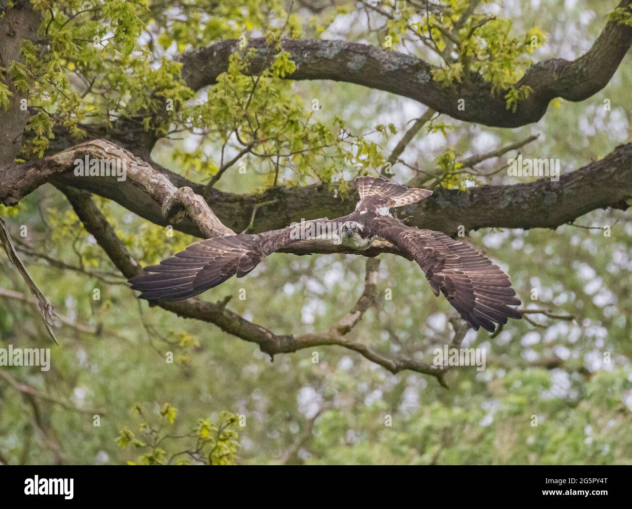 Back view bird hi-res stock photography and images - Alamy