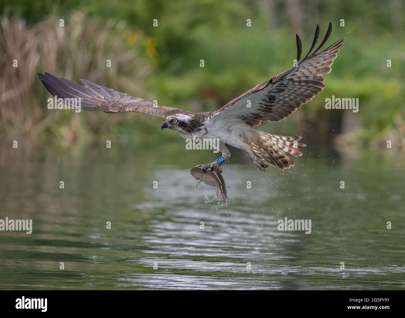Species of freshwater fish uk hi-res stock photography and images - Alamy