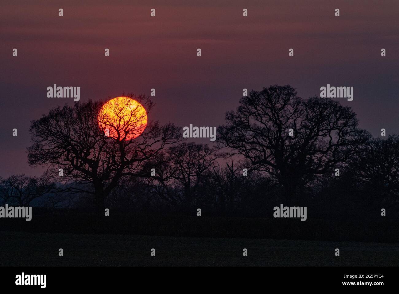 Silhouette of the sun slowly sinking behind the trees . Suffolk .UK ...