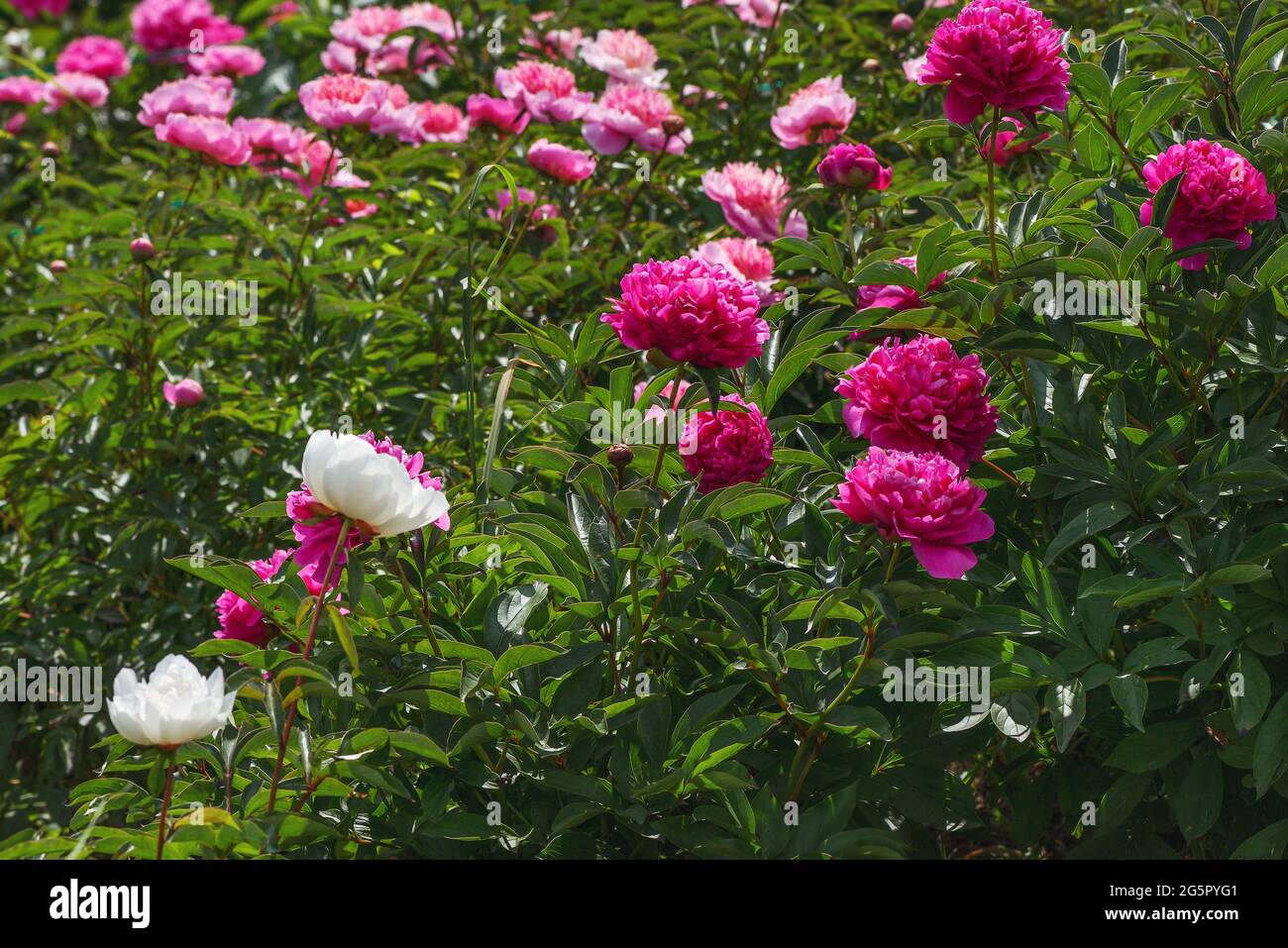 Double petals hi-res stock photography and images - Alamy