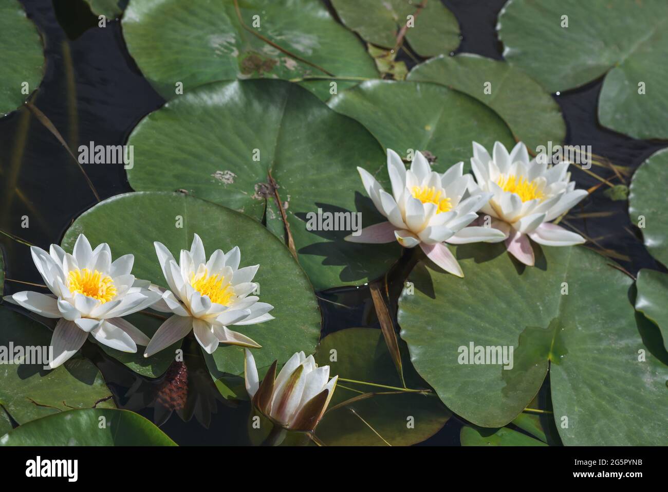 White Water Lily Bouquet