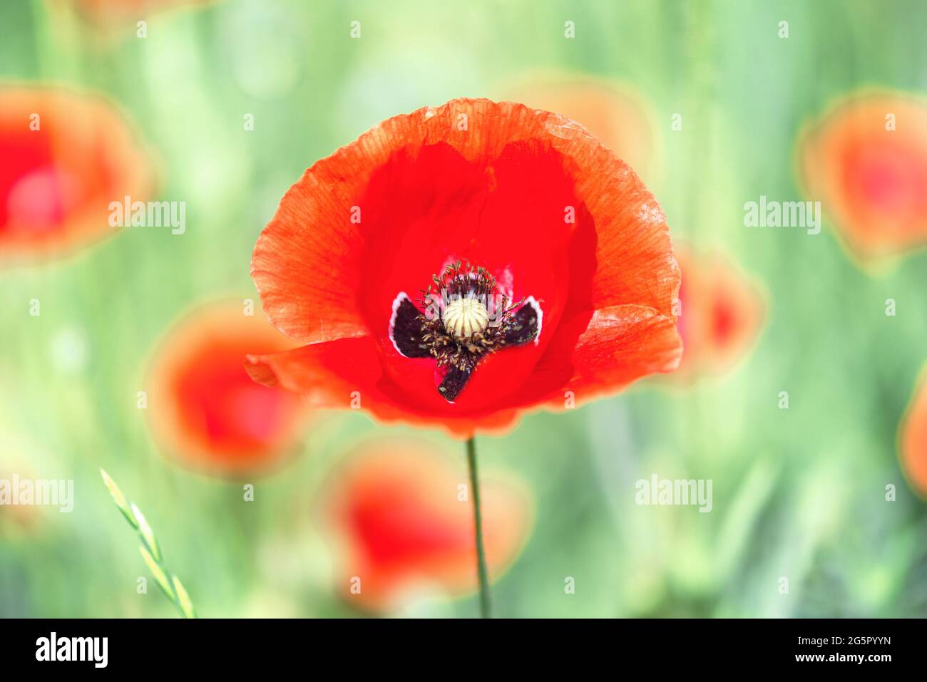 Beautiful poppies on a flower bed in the garden Stock Photo - Alamy