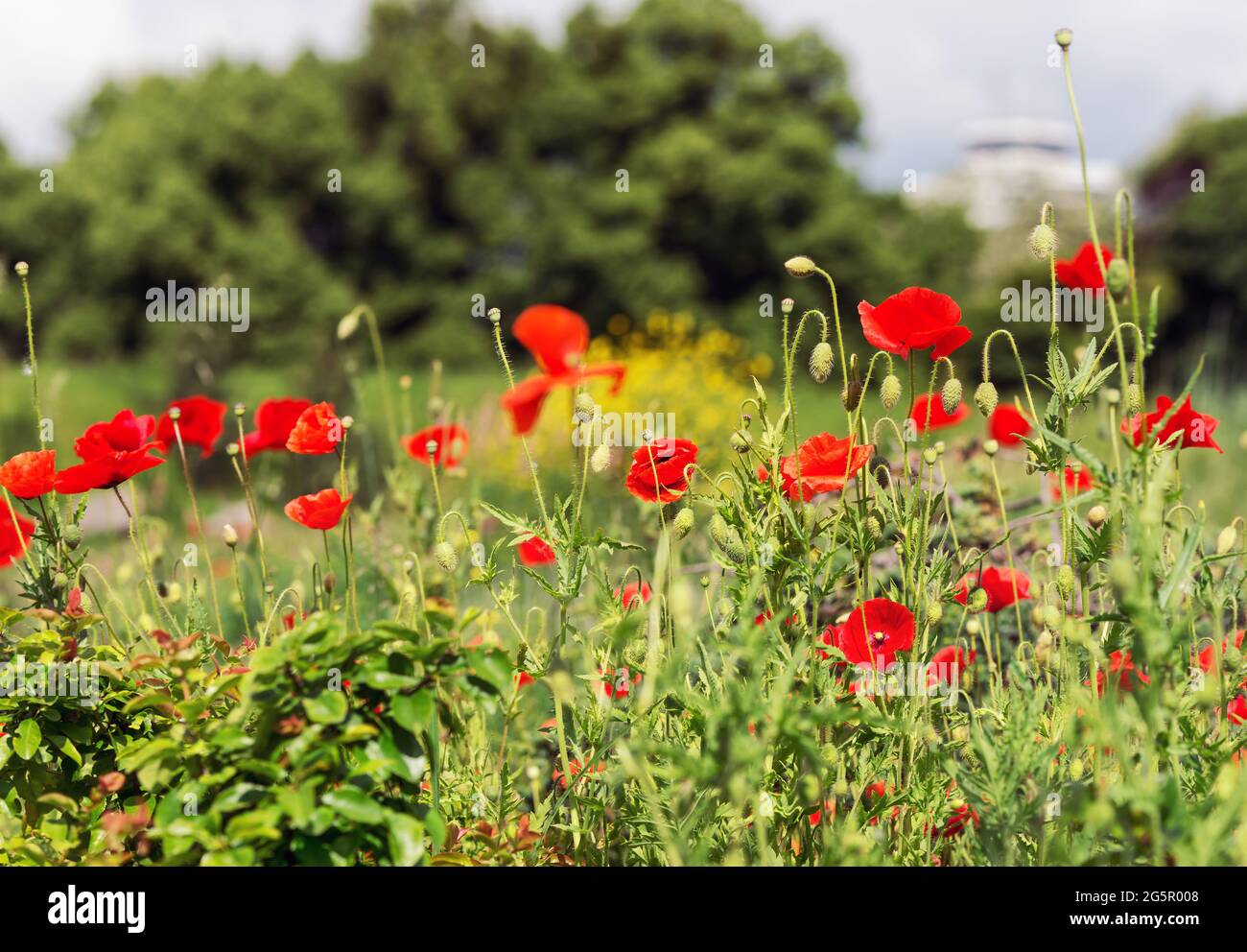 Beautiful poppies on a flower bed in the garden Stock Photo - Alamy