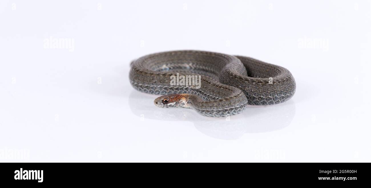 Common ring-necked snake isolated on white background Stock Photo - Alamy