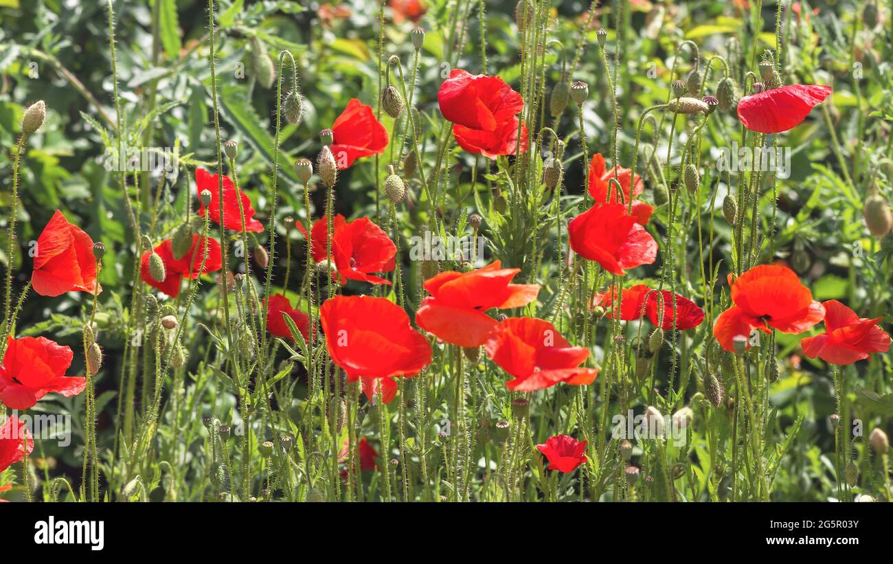 Poppies in flower bed hi-res stock photography and images - Alamy