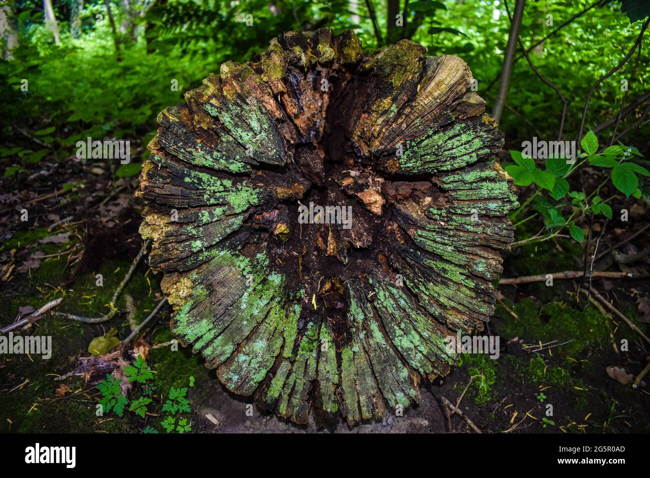 Wood face hi-res stock photography and images - Alamy