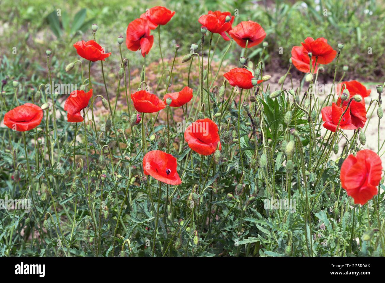 Beautiful poppies on a flower bed in the garden Stock Photo - Alamy
