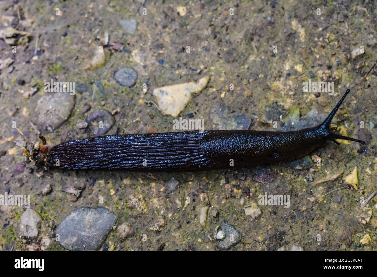 Sluggish hi-res stock photography and images - Alamy