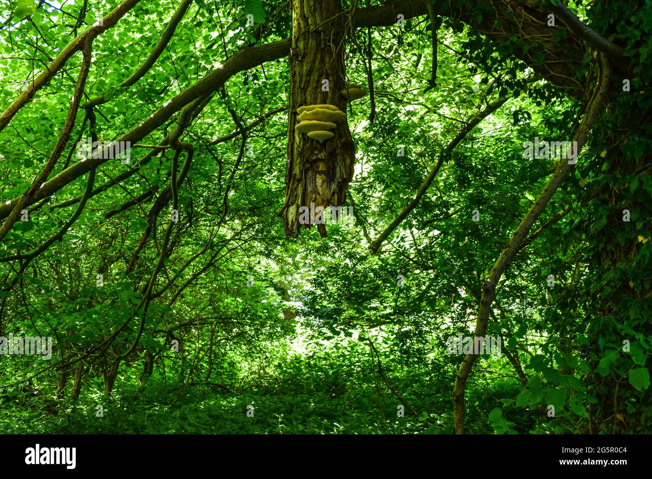 Hanging fungus hi-res stock photography and images - Alamy