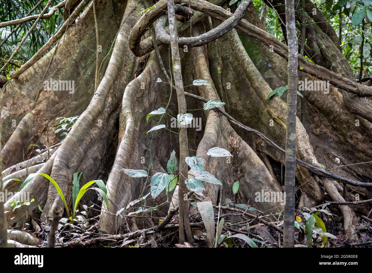 Ficus trees thrive in the Peruvian Amazon Stock Photo - Alamy
