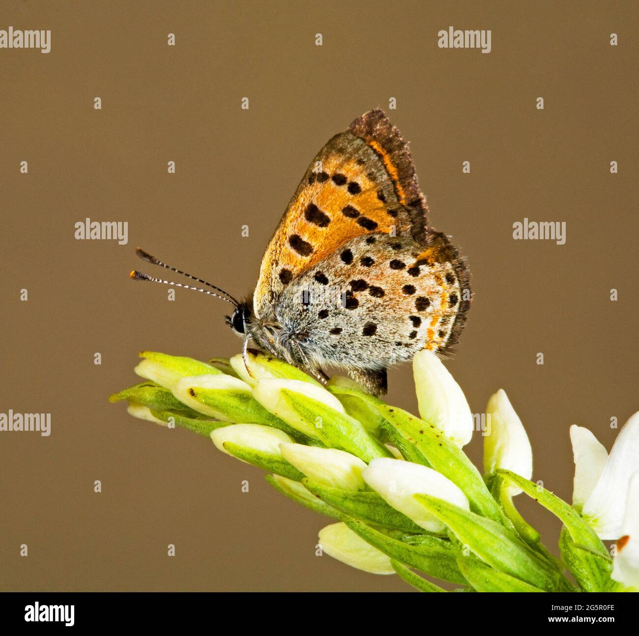 Detail of a Lustrous Copper butterfly, Lycaena cupreus, in the Ochoco ...