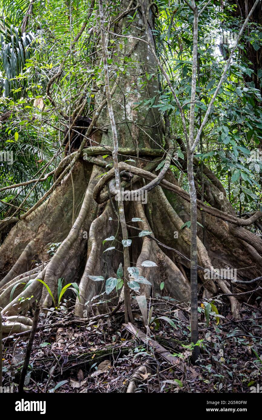 Ficus trees thrive in the Peruvian Amazon Stock Photo - Alamy
