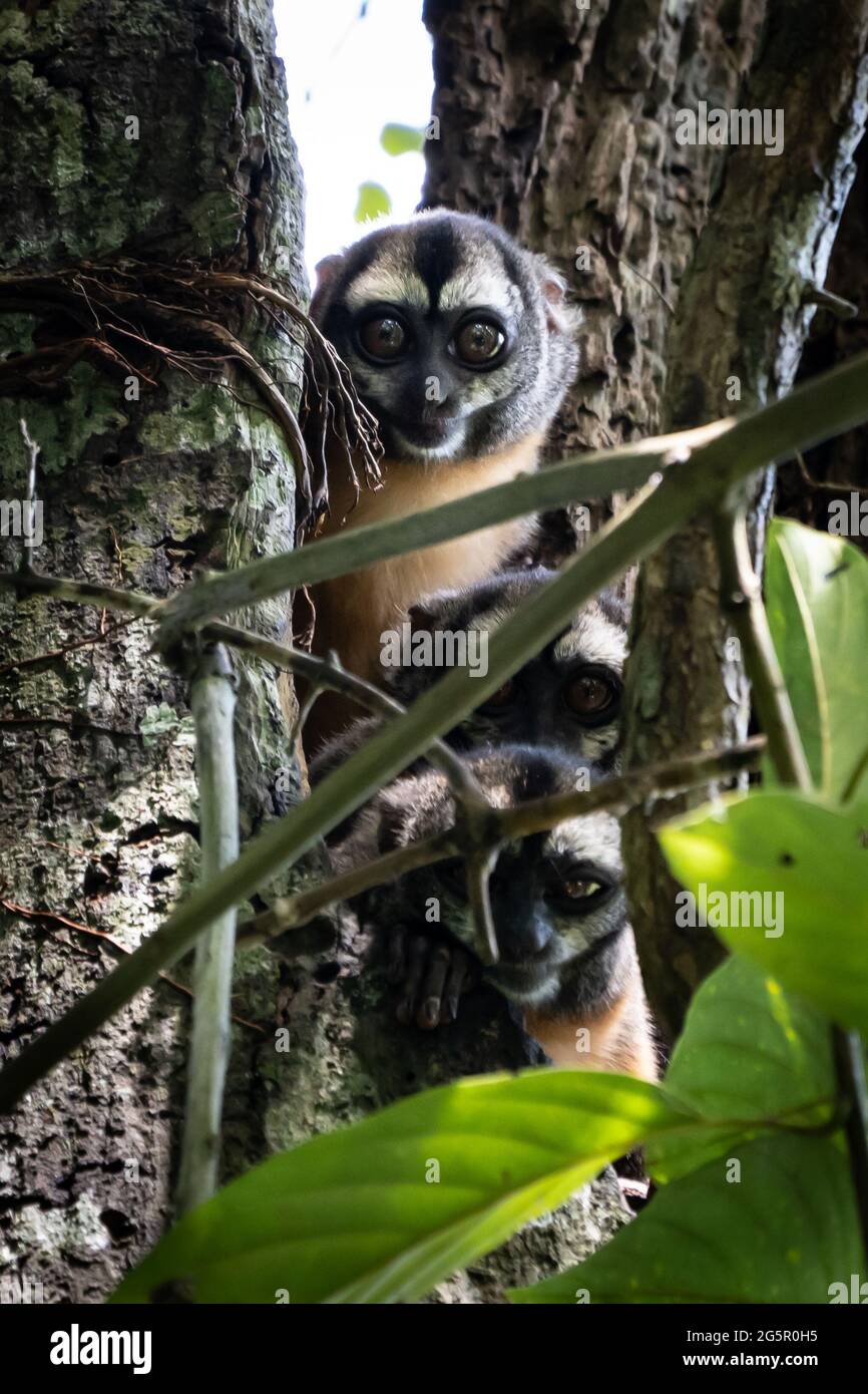Owl Monkey High Resolution Stock Photography and Images - Alamy