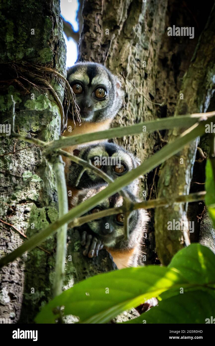 The Peruvian Night Monkey (Aotus miconax) is also known as the Owl ...