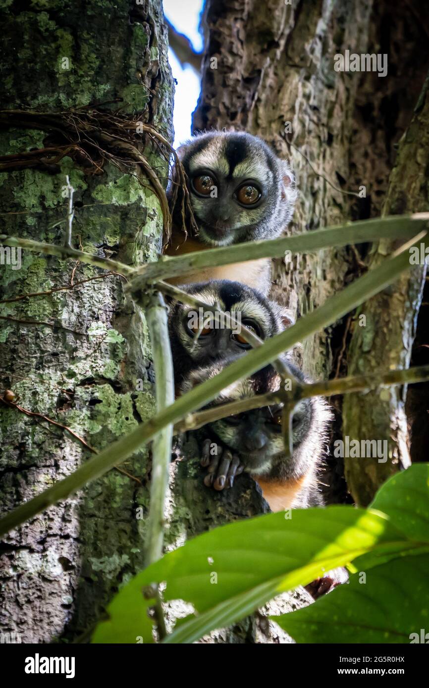 The Peruvian Night Monkey (Aotus miconax) is also known as the Owl ...