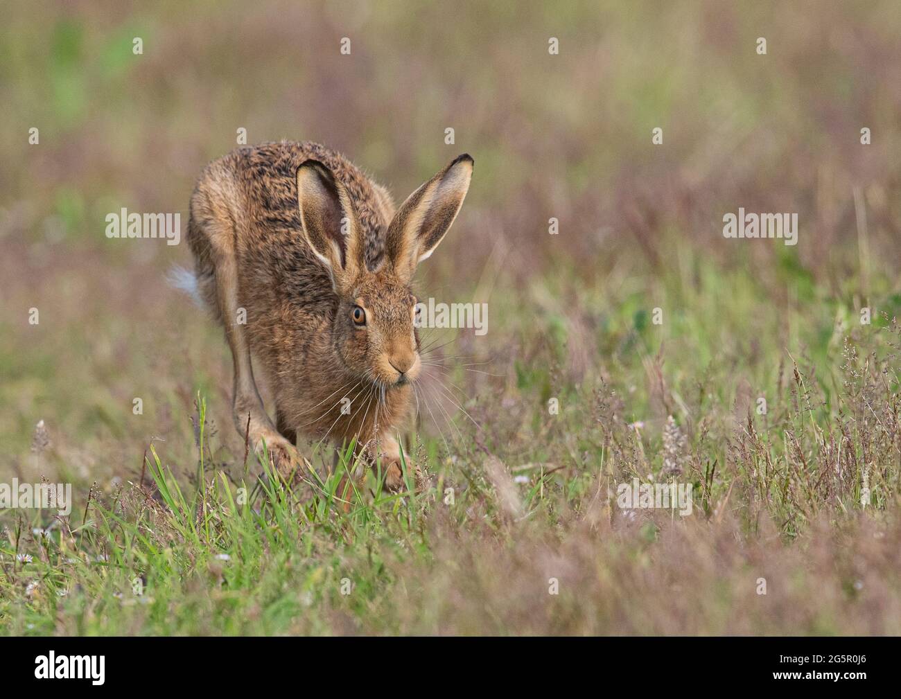 The need for speed- A Brown Hare, full speed towards the camera ...