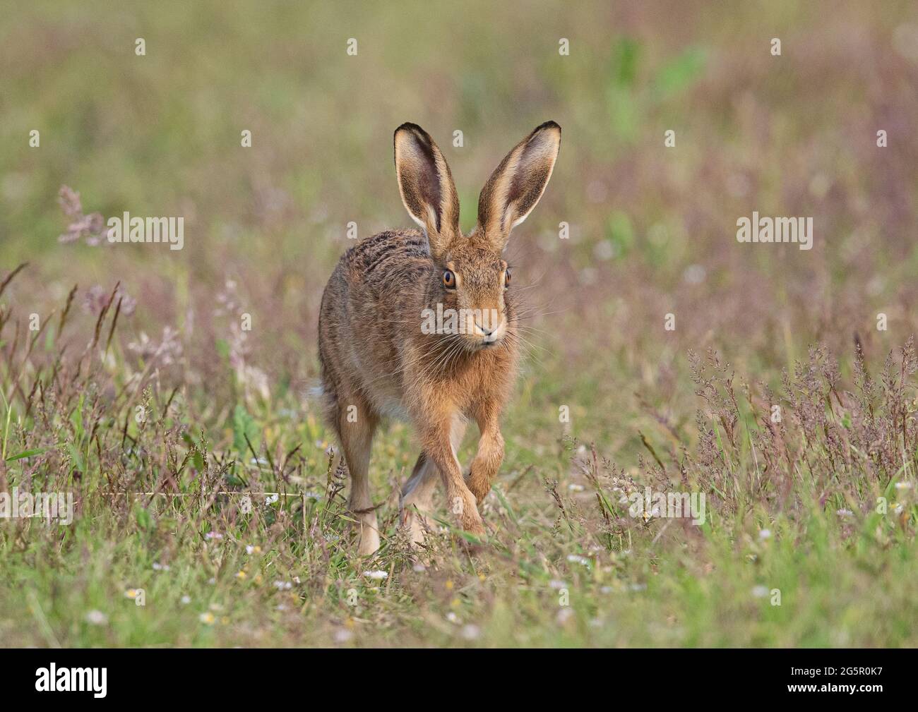 Hare running hi-res stock photography and images - Alamy