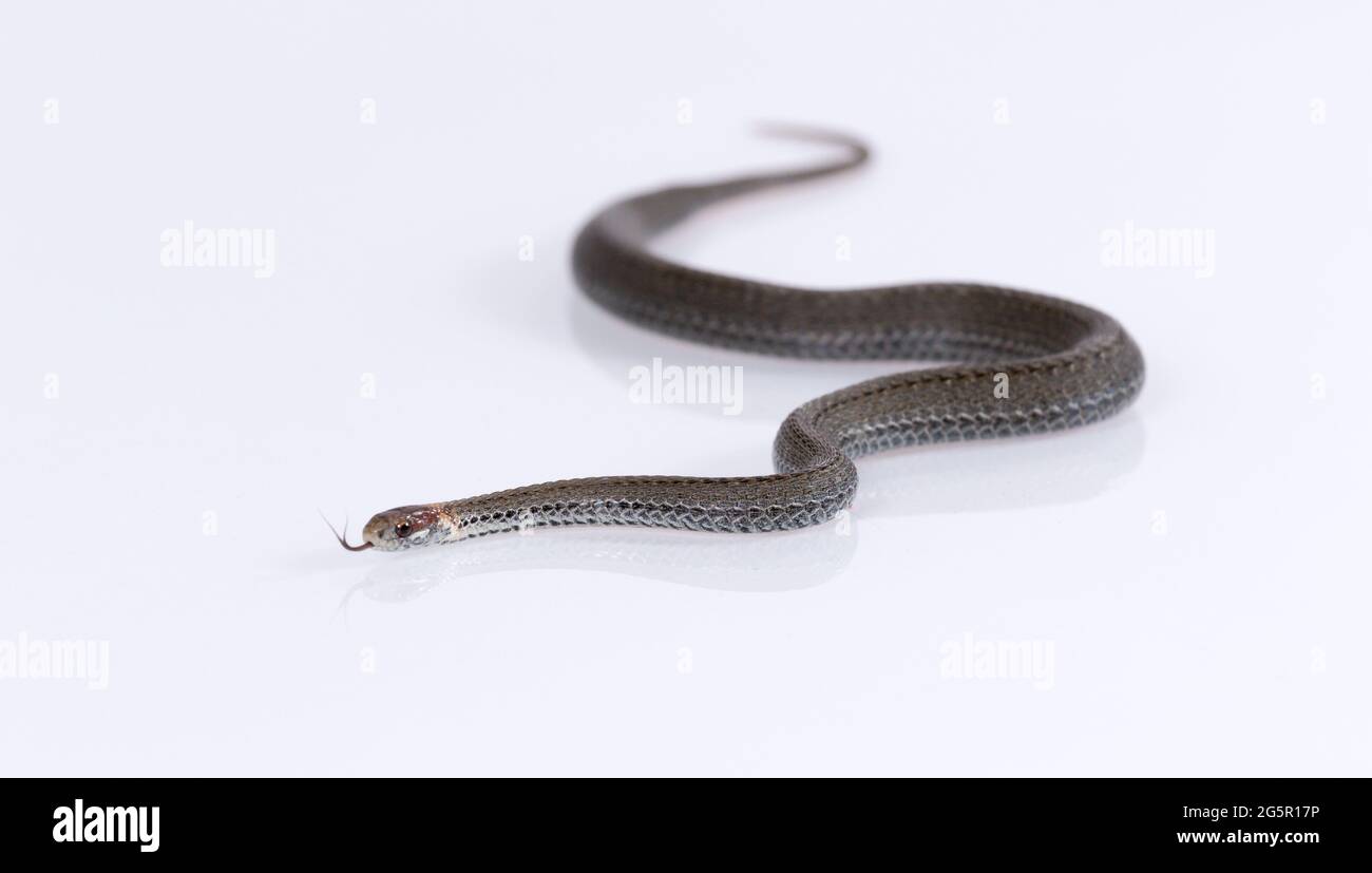 Common ring-necked snake isolated on white background Stock Photo - Alamy