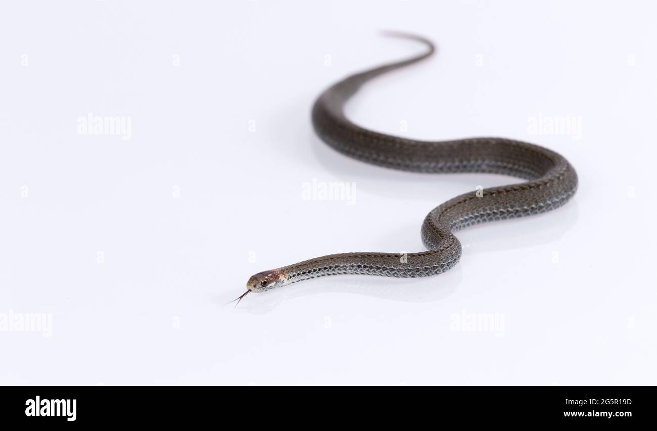 Snake on white background hi-res stock photography and images - Alamy