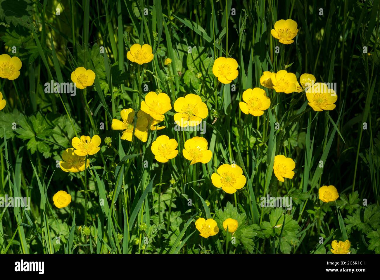 Creeping buttercup hi-res stock photography and images - Alamy