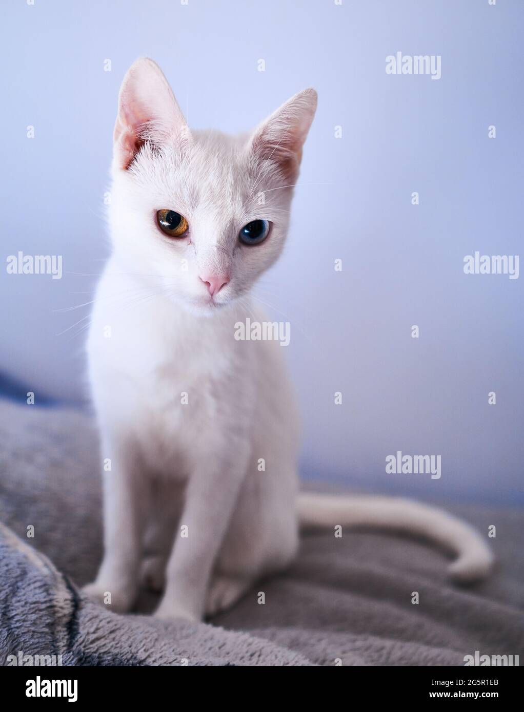 I can shoot all day having access to my favourite cat models Stock ...