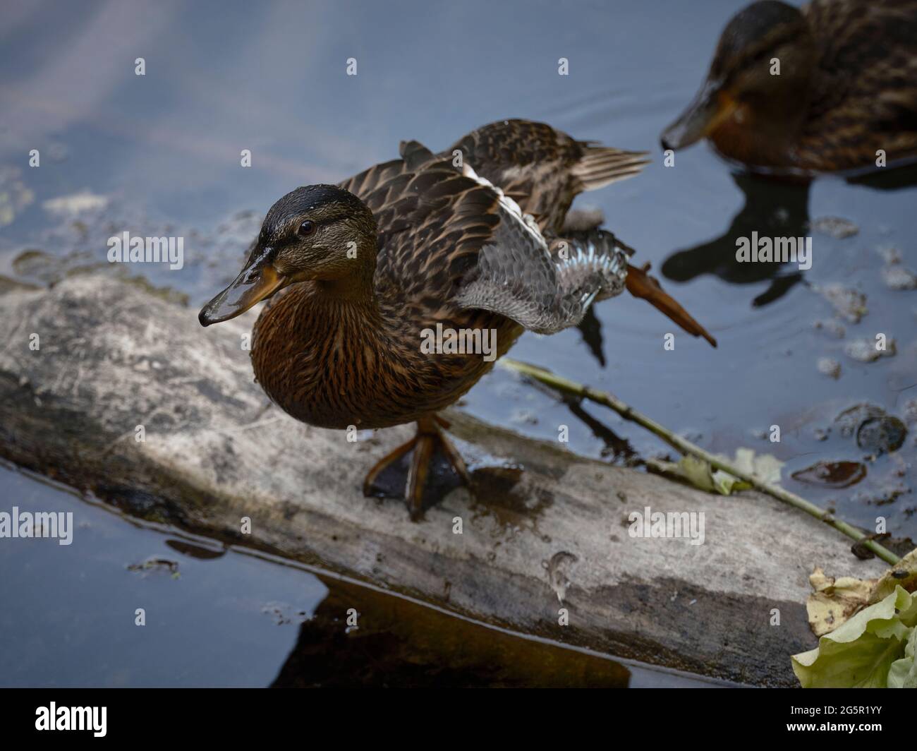 Duck beak hi-res stock photography and images - Alamy