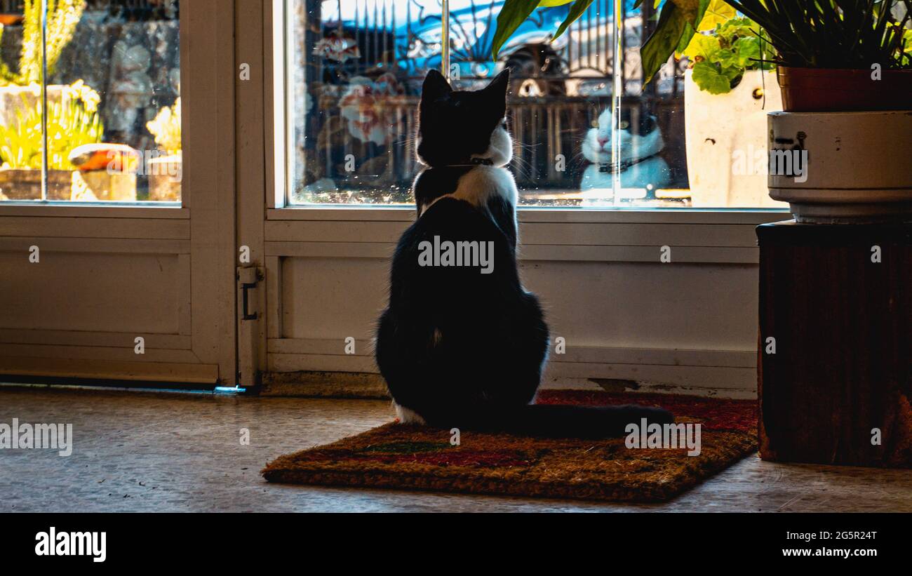 pensive cat behind a glass door Stock Photo - Alamy