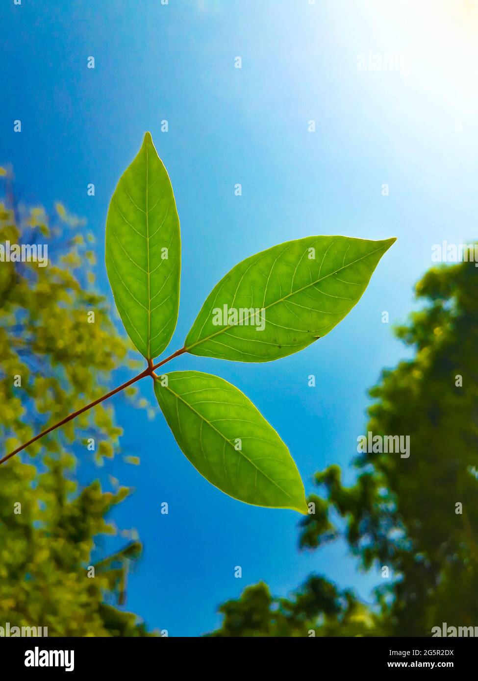 Vertical shot of three green leaves on a shoot under the sunlight Stock ...