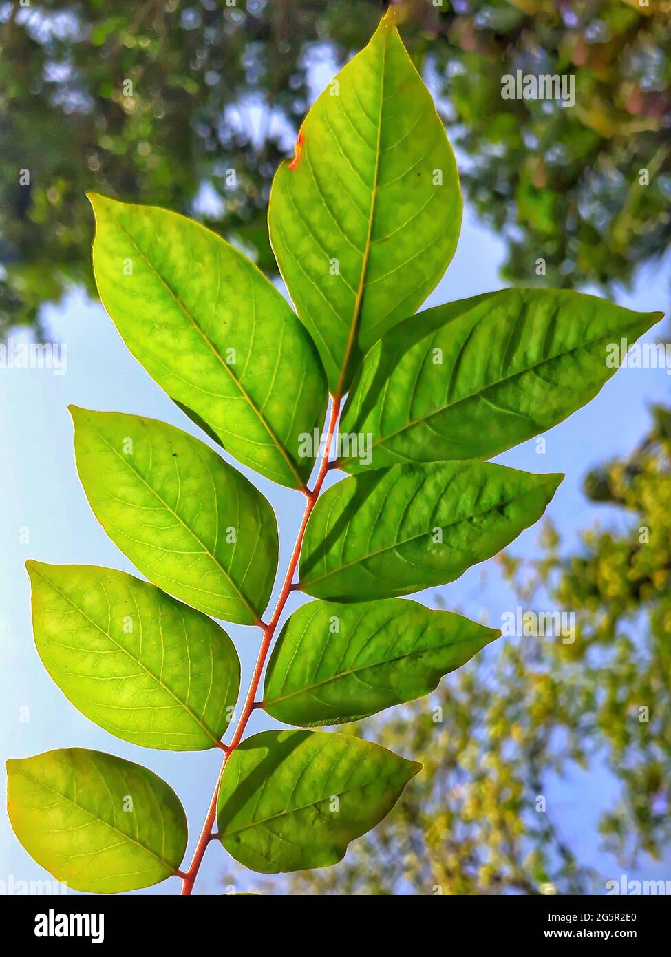 Vertical shot of bright green leaves on a shoot Stock Photo - Alamy