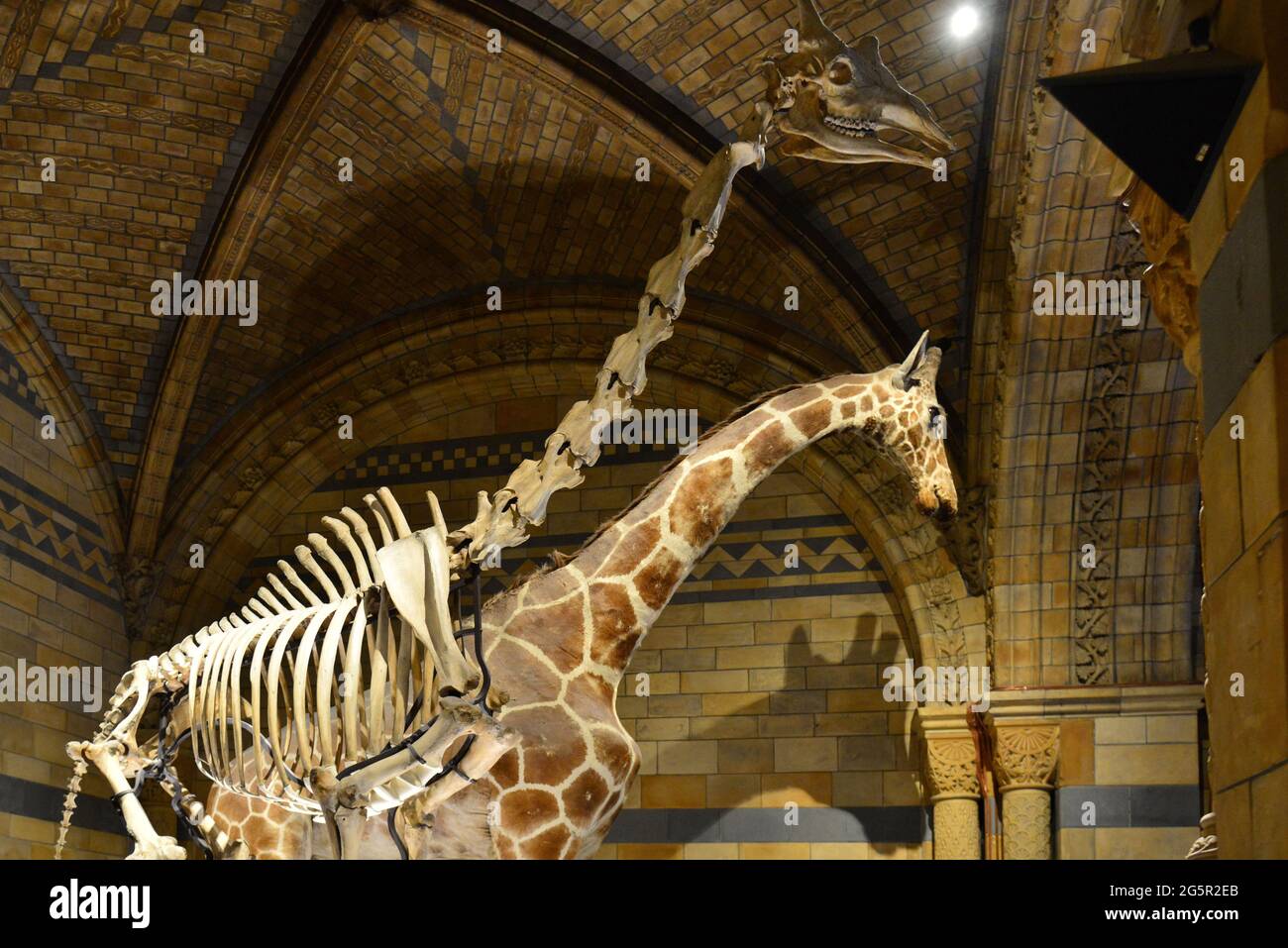 UNITED KINGDOM. ENGLAND. LONDON. KENSINGTON. GIRAFFES IN THE GREAT HALL ...