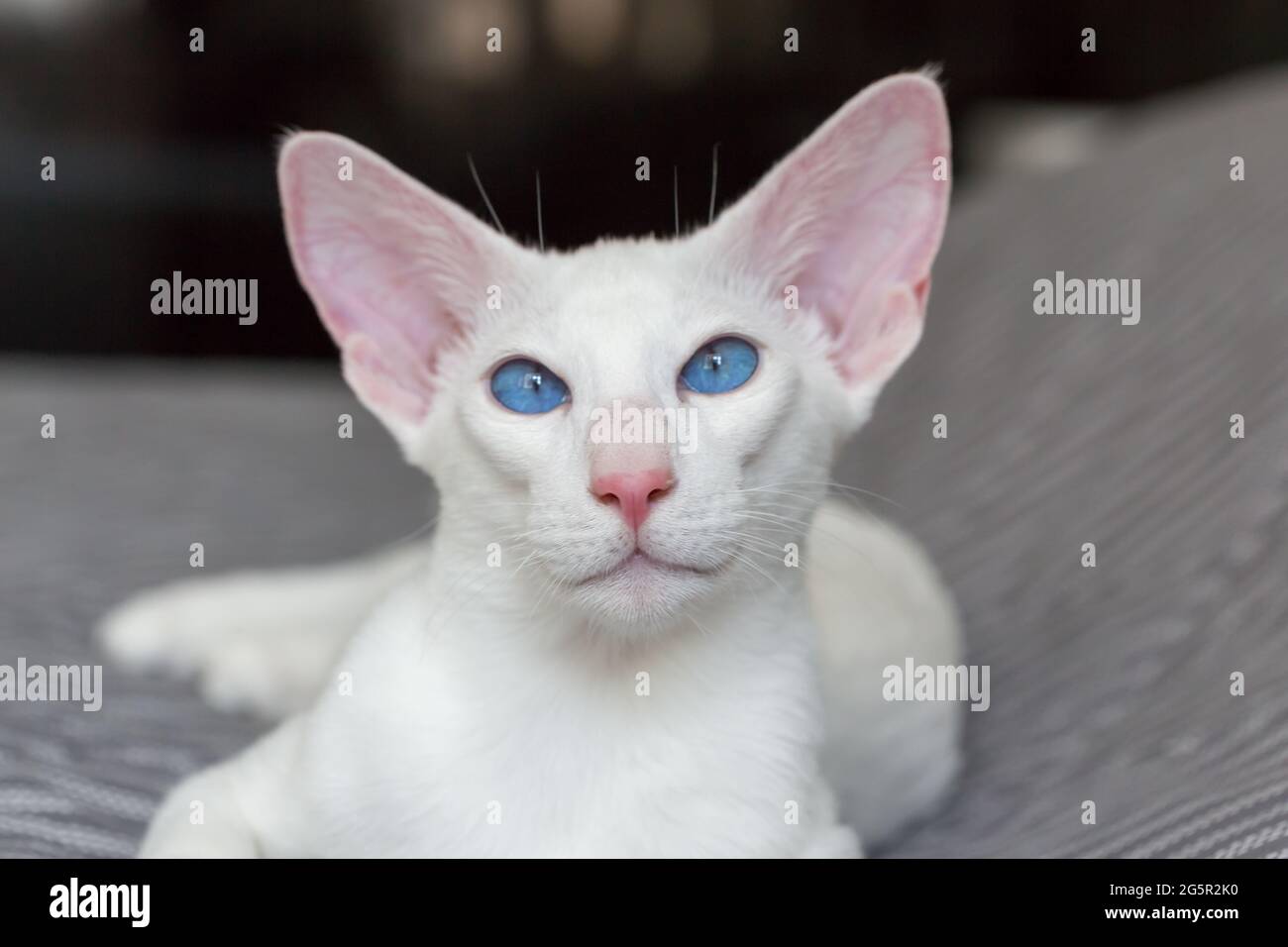 White Oriental Shorthair Cat