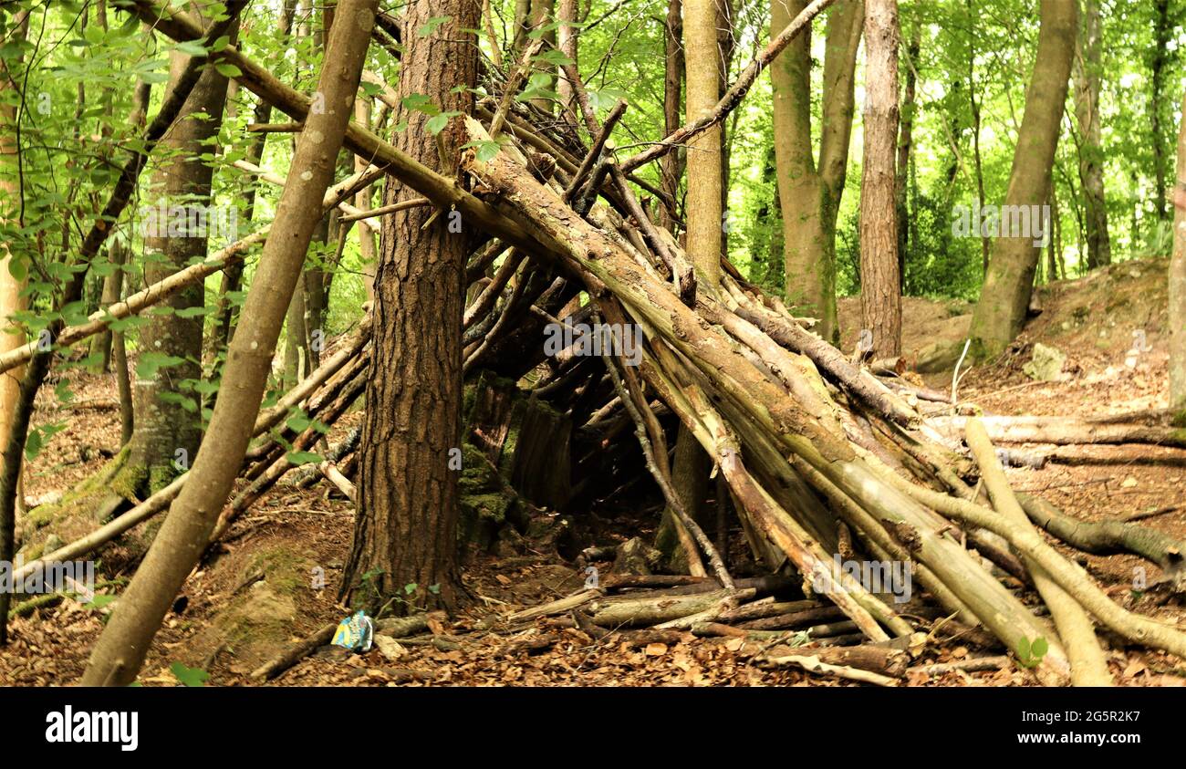 Still life photography, nature life, quiet life, Trees Flowers Woods ...