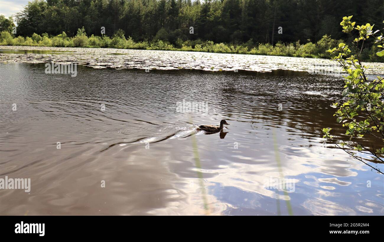Still life photography, nature life, quiet life, Trees Flowers Woods ...