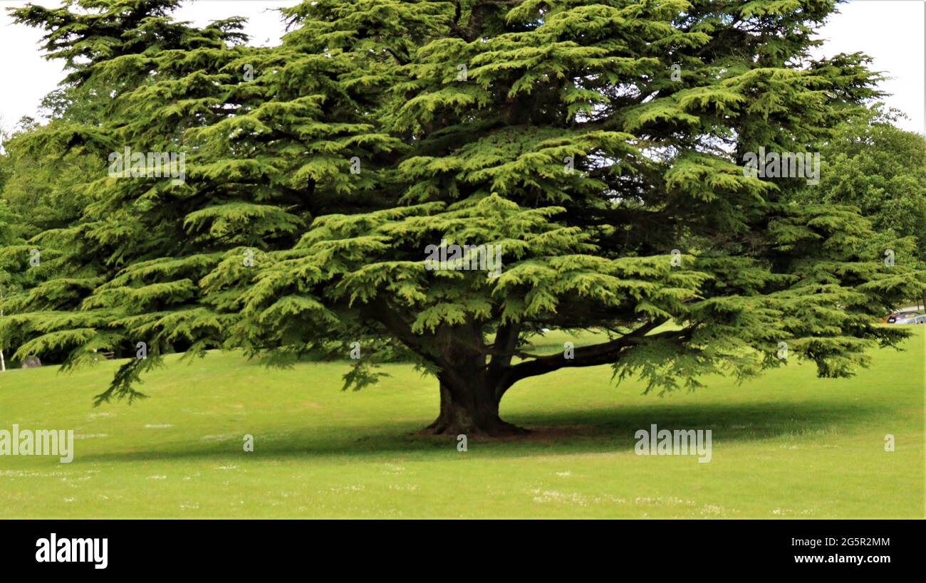 Still life photography, nature life, quiet life, Trees Flowers Woods ...