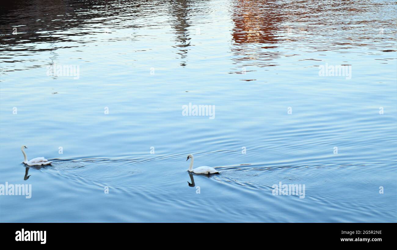Still life photography, nature life, quiet life, Trees Flowers Woods ...