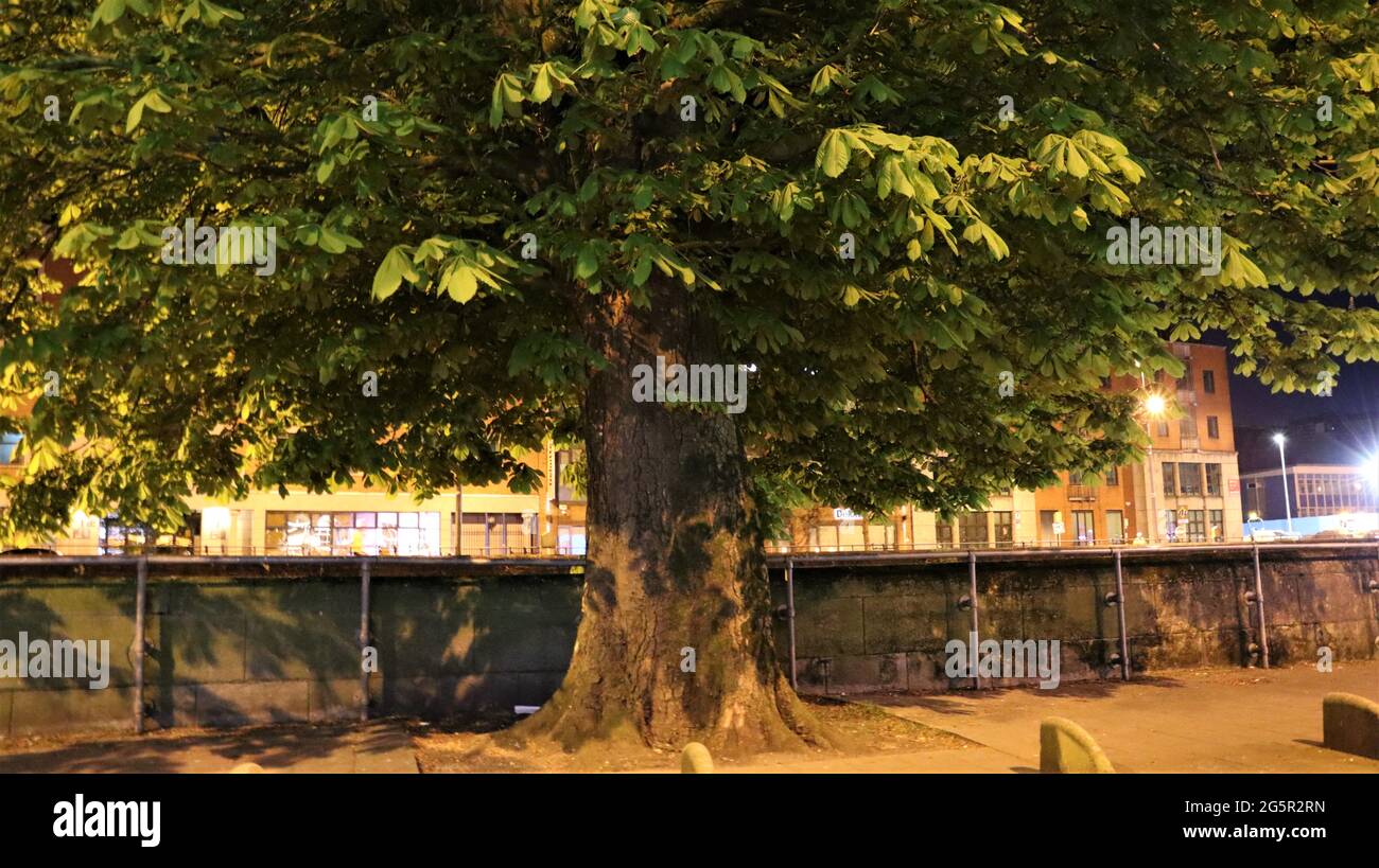 Still life photography, nature life, quiet life, Trees Flowers Woods ...