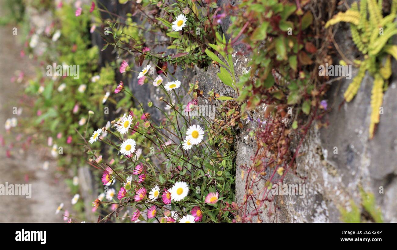 Still life photography, nature life, quiet life, Trees Flowers Woods ...