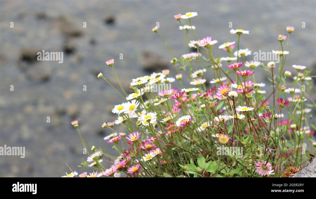 Still life photography, nature life, quiet life, Trees Flowers Woods ...