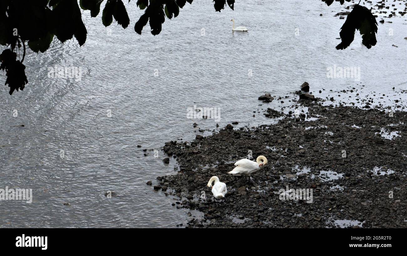 Still life photography, nature life, quiet life, Trees Flowers Woods ...