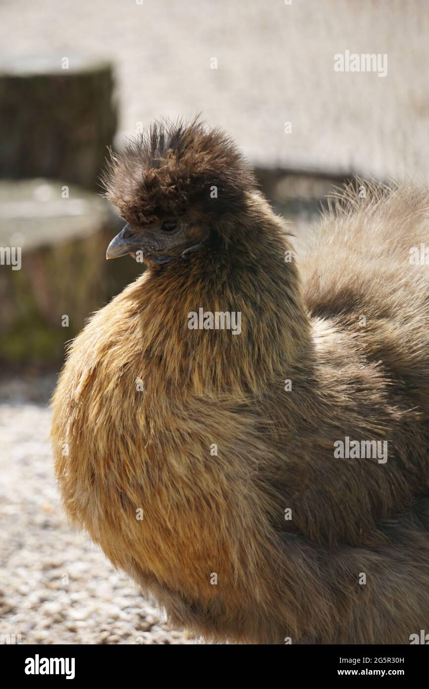 Close up shot of a fowl Stock Photo - Alamy